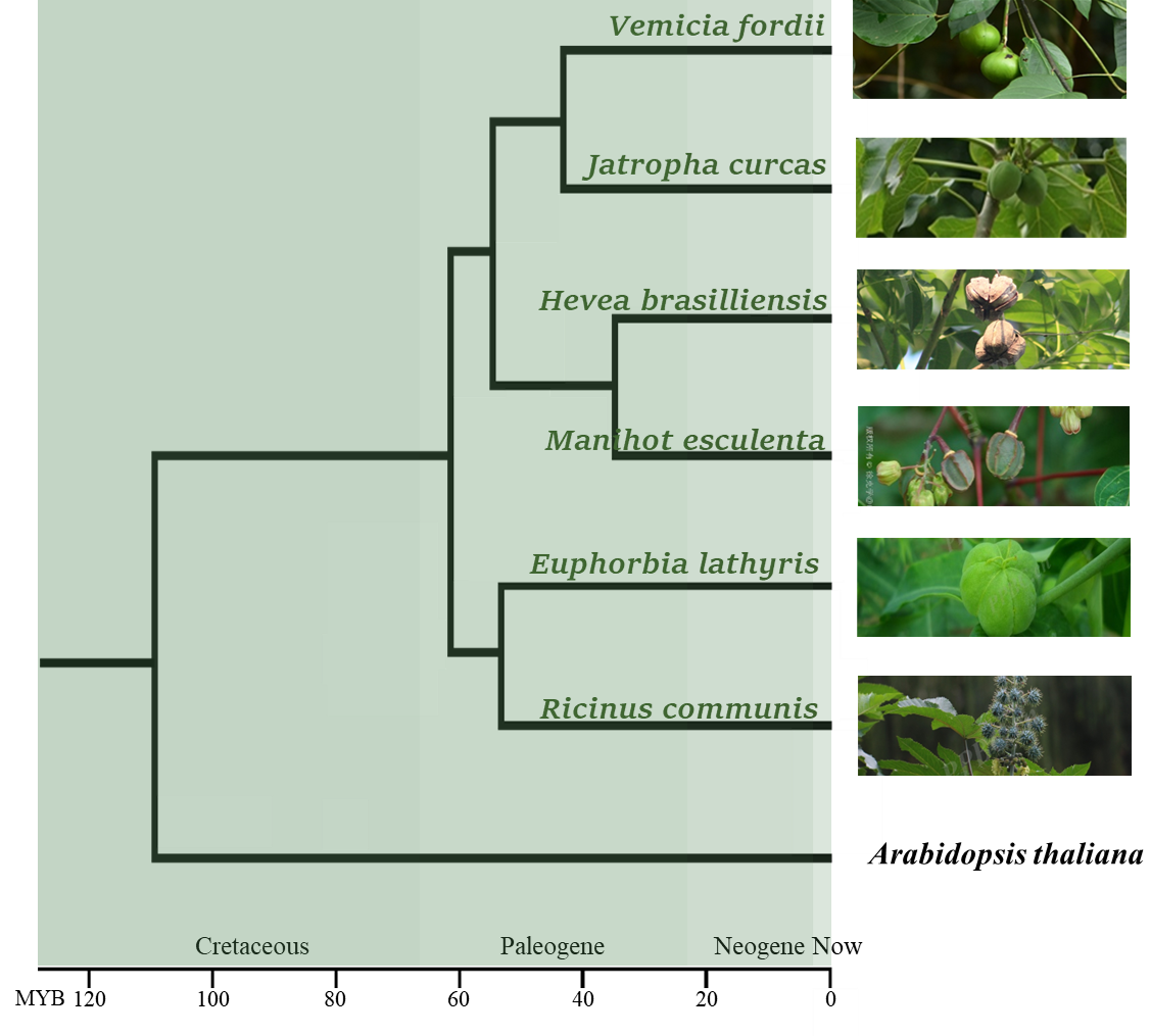 Euphorbiaceae DB | Homepage
